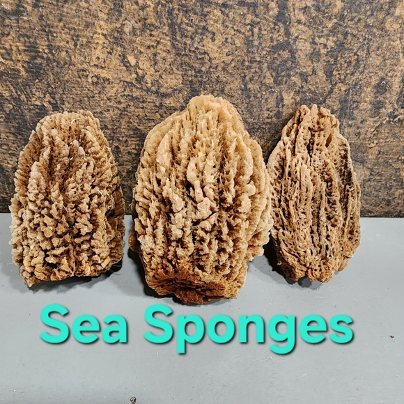 Bath & Body Works | Bath & Body | Bundle Lot Natural Sea Sponges Environmentally Friendly ...
